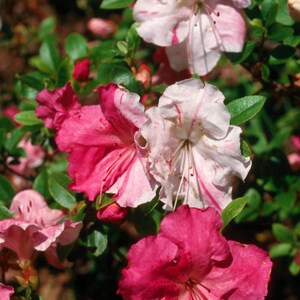 Conversation Piece~~azalea Rhododendron Starter Plant~~multiple Color ...