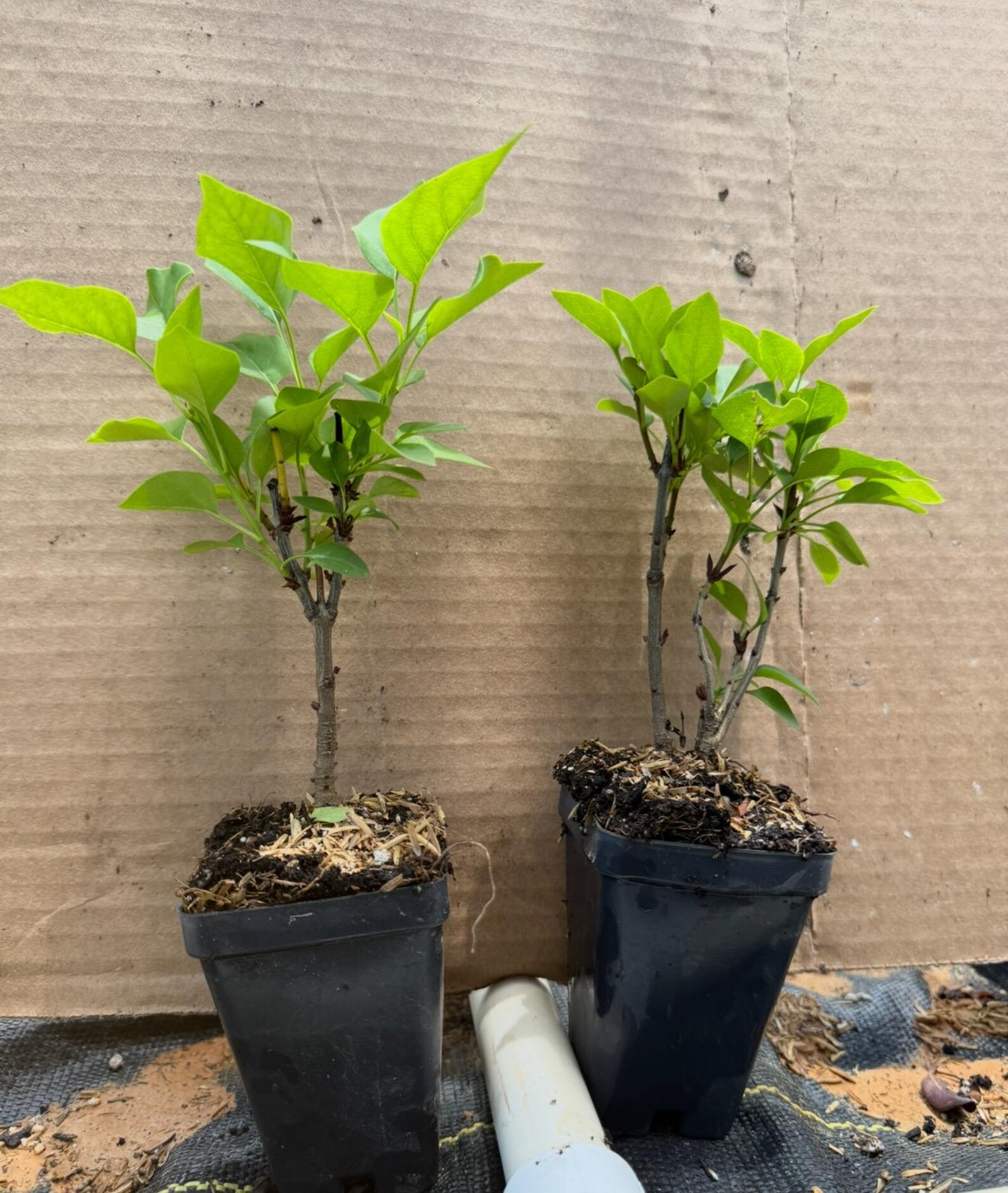 Primrose Lilac ~syringa Vulgaris ~ Small Well Rooted STARTER Plant~4-8 ...
