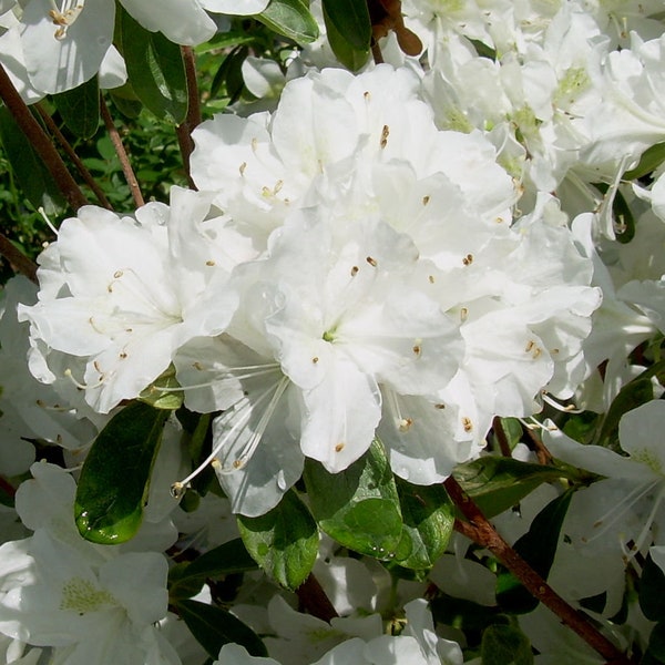White Azalea - Etsy