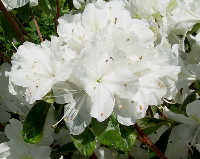 Perfecto Mundo® Double White Reblooming Azalea. Live Native Shrub. - Etsy