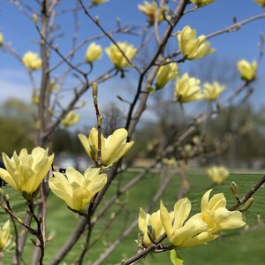 Butterflies~magnolia Tree Hybrid~vivid Yellow Fragrant Blooms! 20-28 ...