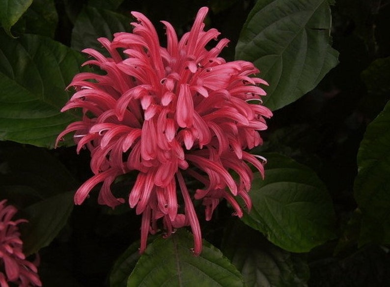 Pink Flamingo Justicia Carnea AKA as Brazilian Plume Jacobinia - Etsy