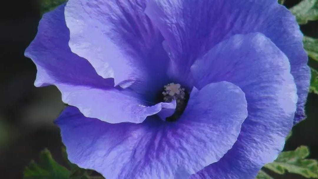 Blue Hibiscus Alyogyne Huegelii~~ Live Well Rooted STARTER Plant - Etsy