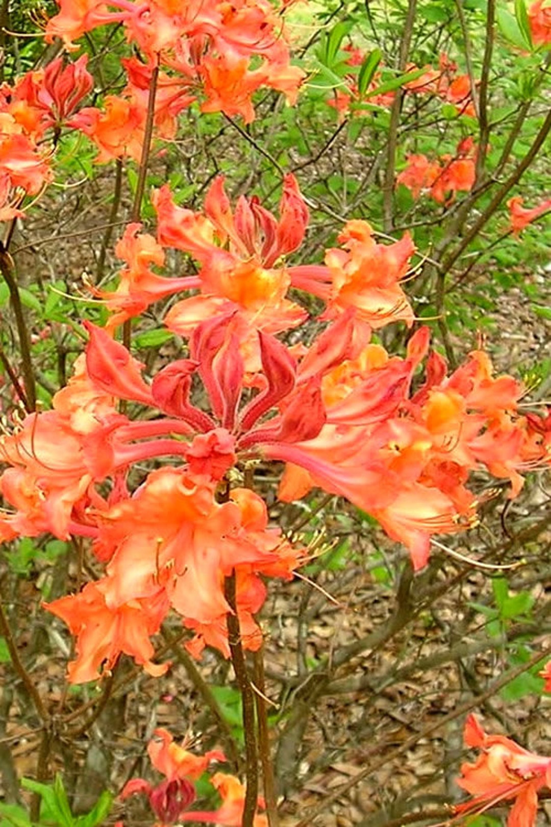 MAUVILA Gold~~aromi Deciduous Azalea Rhododendron~~well Rooted Starter ...