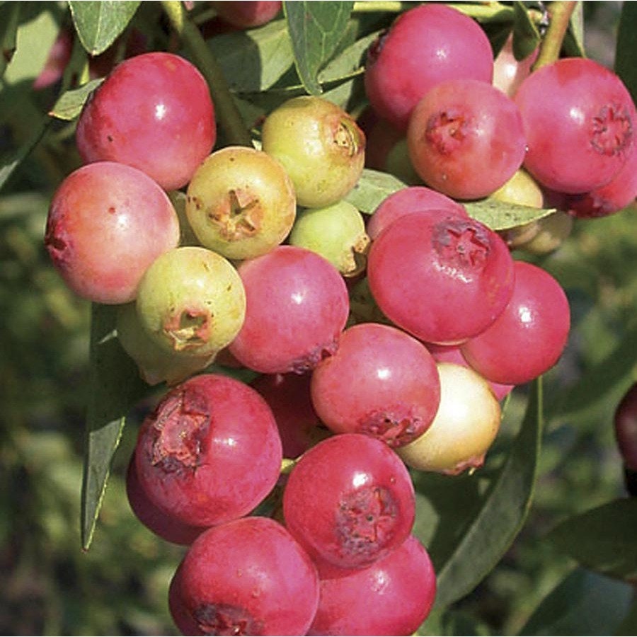 Pink Lemonade Blueberry Bush**vaccinum**small Starter Plant**beautiful ...