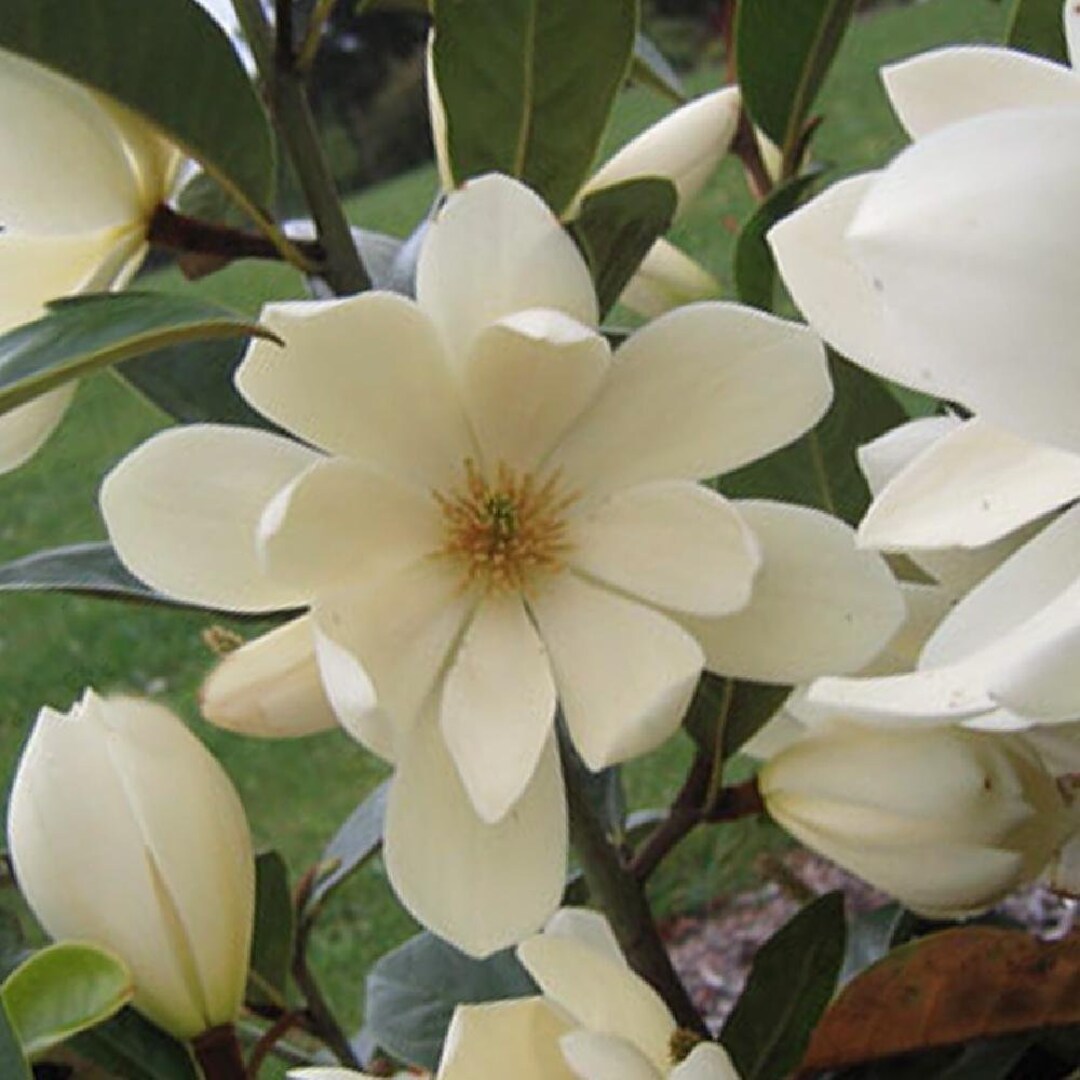 Fairy Cream~michelia Doltsopa Magnolia Tree~cream Fragrant Blooms! Well ...