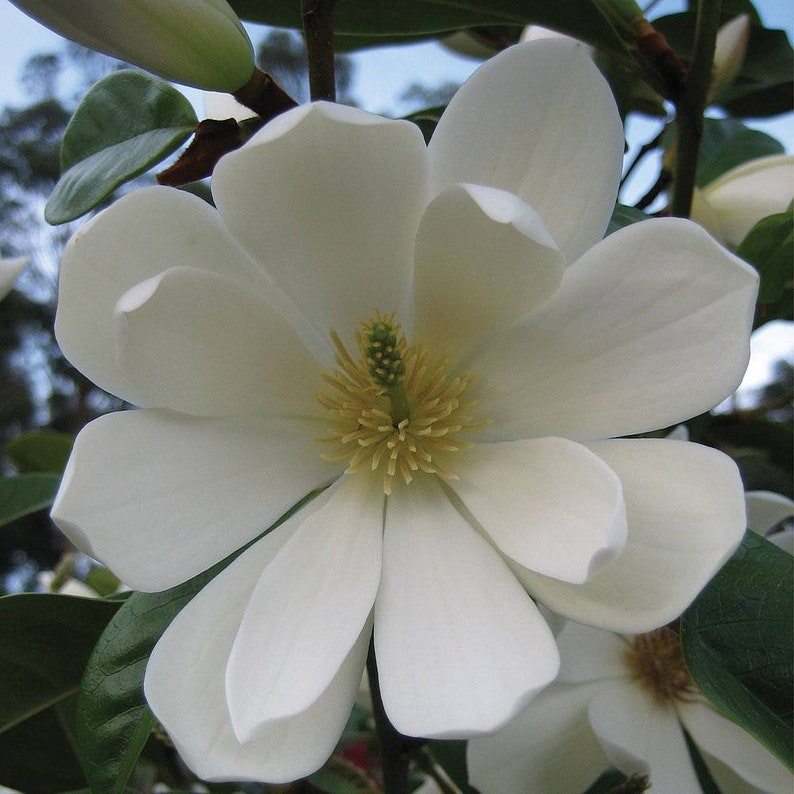 Fairy Cream~michelia Doltsopa Magnolia Tree~cream Fragrant Blooms! Well ...