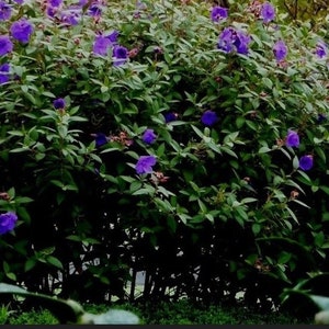 Athens Blue Princess Glory Bush Plant~~tibouchina Urvilleana~small ...