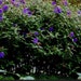 Athens Blue Princess Glory Bush Plant~~tibouchina Urvilleana~small ...