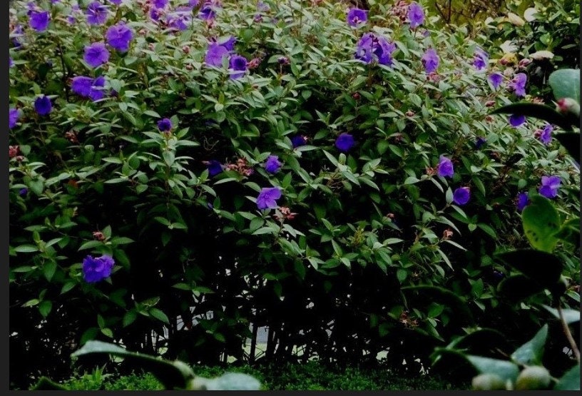 Athens Blue Princess Glory Bush Plant~~tibouchina Urvilleana~small ...