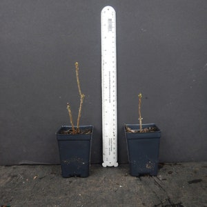 DANCING Rabbit~~aromi Deciduous Azalea Rhododendron~~well Rooted SMALL ...