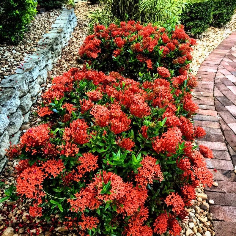 Live Dwarf **RED*** Tropical Ixora Plant Taiwanensis**ships in Pot** - Etsy