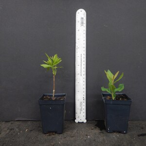 DANCING Rabbit~~aromi Deciduous Azalea Rhododendron~~well Rooted SMALL ...