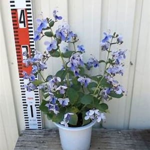 Blue Butterfly Bush AKA Blue Wings Small Rooted Starter Plant ...