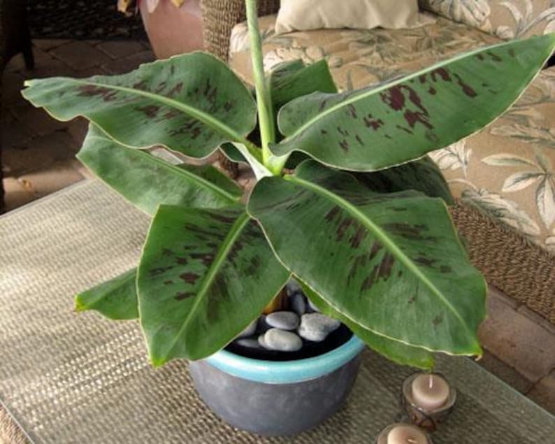 Truly Tiny Musa Banana Plant--small Rooted STARTER Plant - Etsy