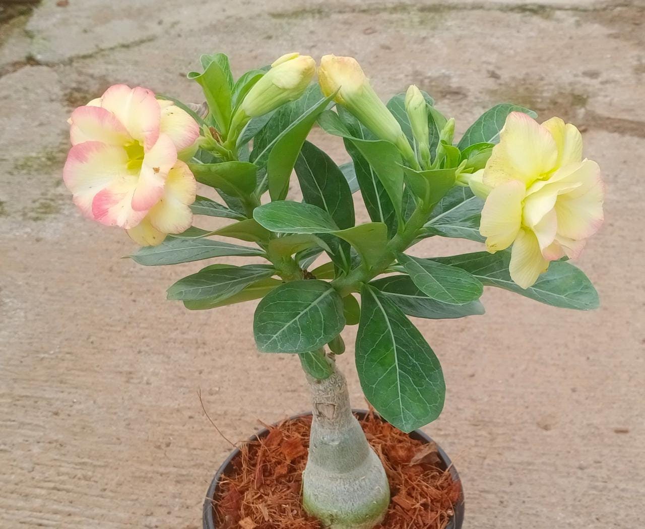 REALLY YELLOW Adenium Obesum Grafted Plant "desert Rose Plant~~blooms ...