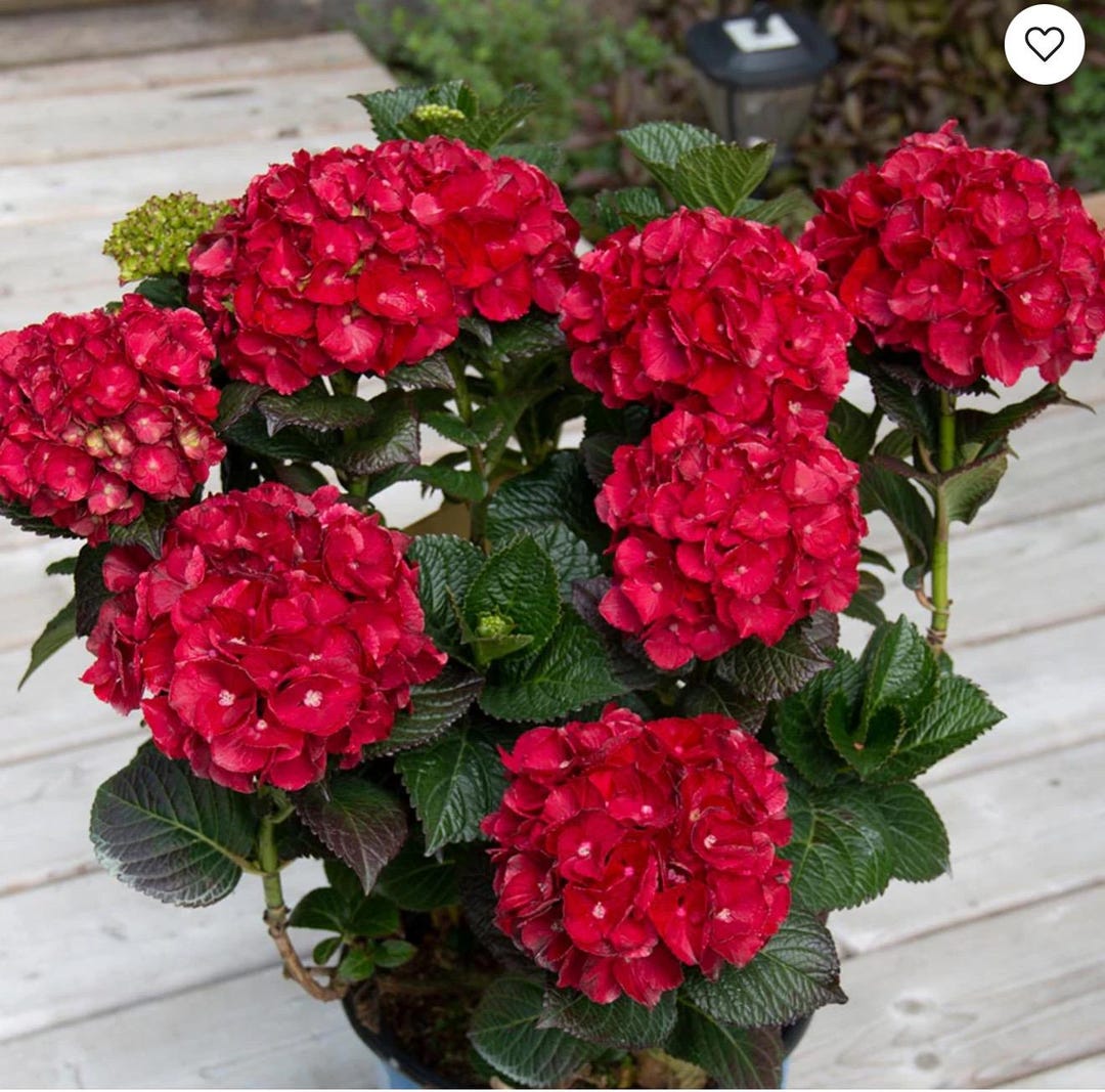 Heart Throb**hydrangea Rooted Starter Plant**blood Red Blooms! - Etsy