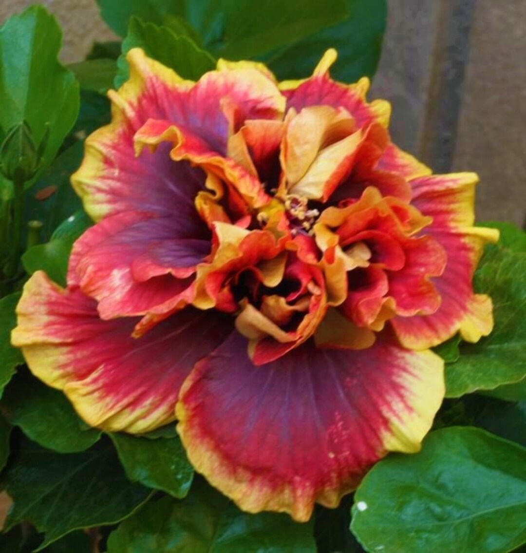 Crown Jelly Fish Small Tropical Hibiscus Rooted Starter Plant - Etsy