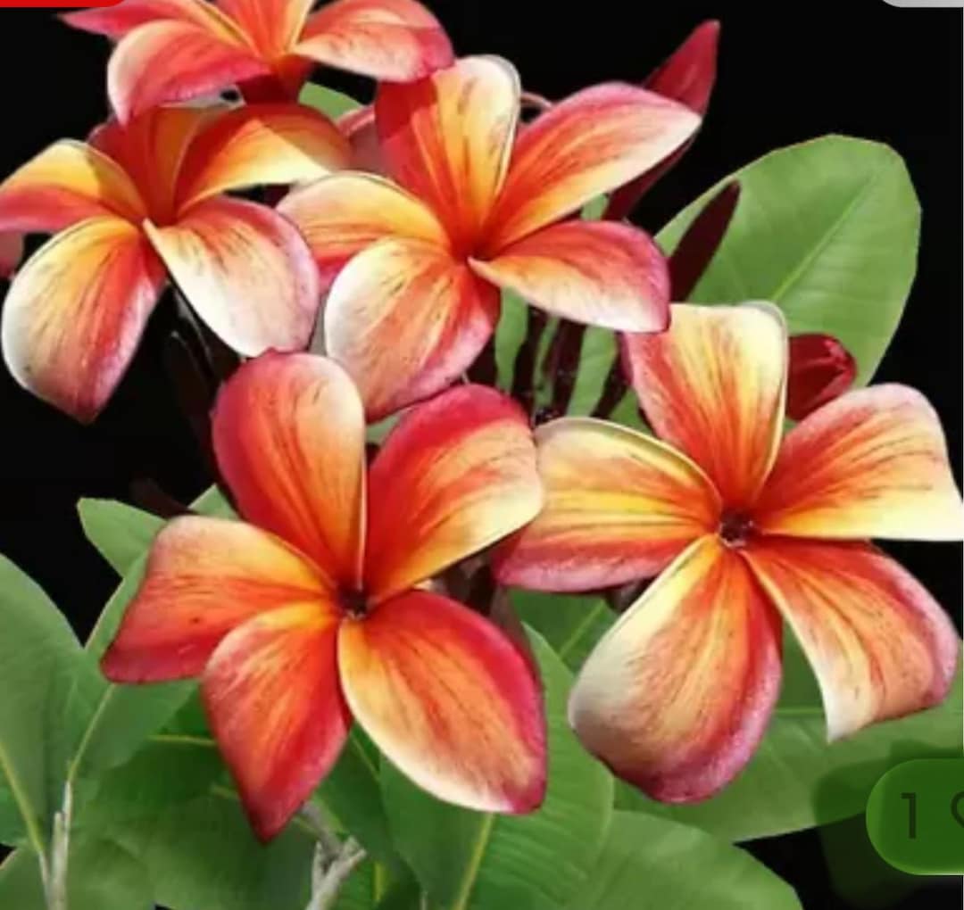 Hawaiian Sunset~plumeria Rubra Frangipani-small Rooted Seedling ~ Very ...