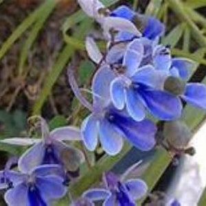 Blue Butterfly Bush AKA Blue Wings Small Rooted Starter Plant ...