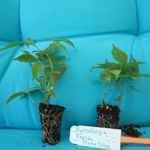 FLORIDA Flame~~phyrostegia Vine SMALL Rooted Starter Plant~hummingbird ...