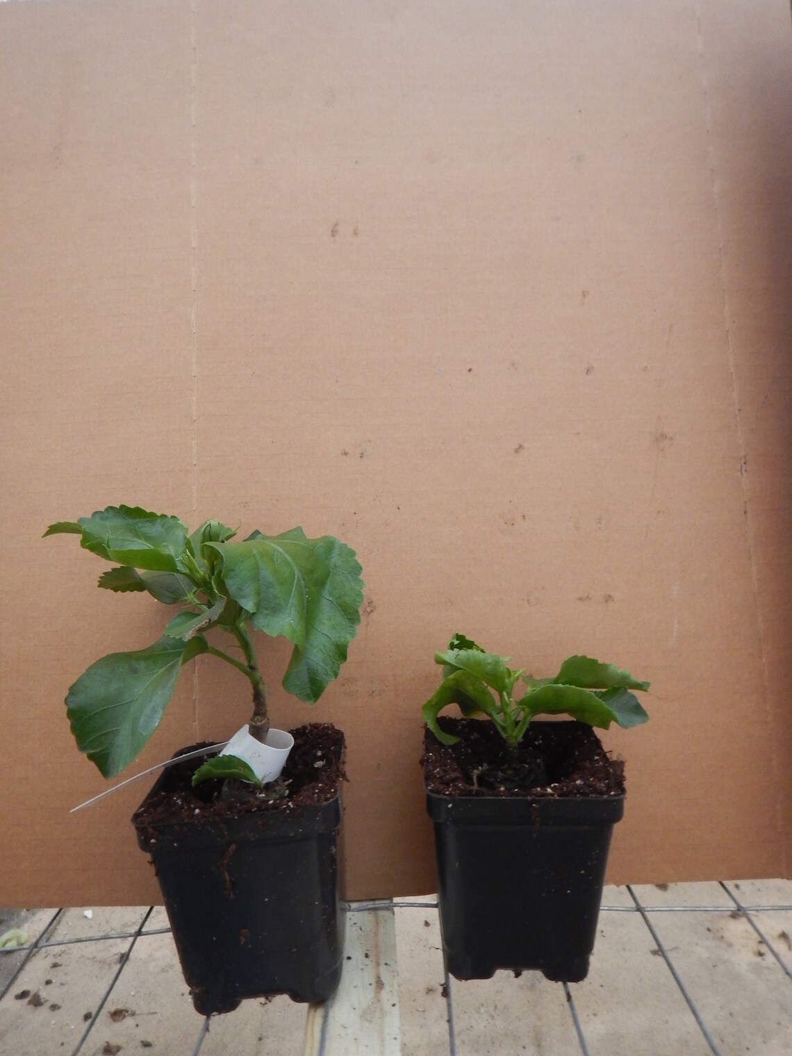 Voodoo Queen**small Rooted Tropical Hibiscus Starter Plant**ships Bare ...