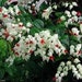 BLEEDING HEART~ Small Rooted Starter Plant~ Clerodendrum Thomsonia ...