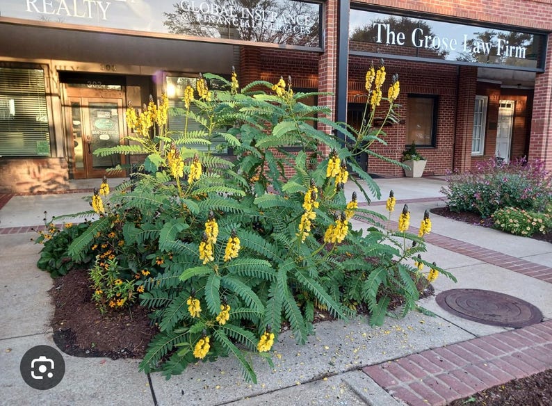 Popcorn Cassia Senna Didymotbotrya Plant~small Rooted Starter Plant ...