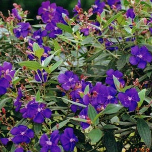 Athens Blue Princess Glory Bush Plant~~tibouchina Urvilleana~small ...