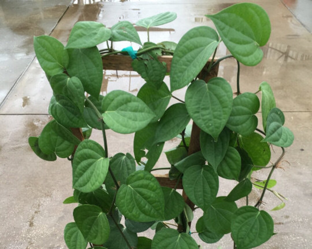 BLACK Pepper~~piper Nigrum~~live Well Rooted Starter Plant~~grow Your ...