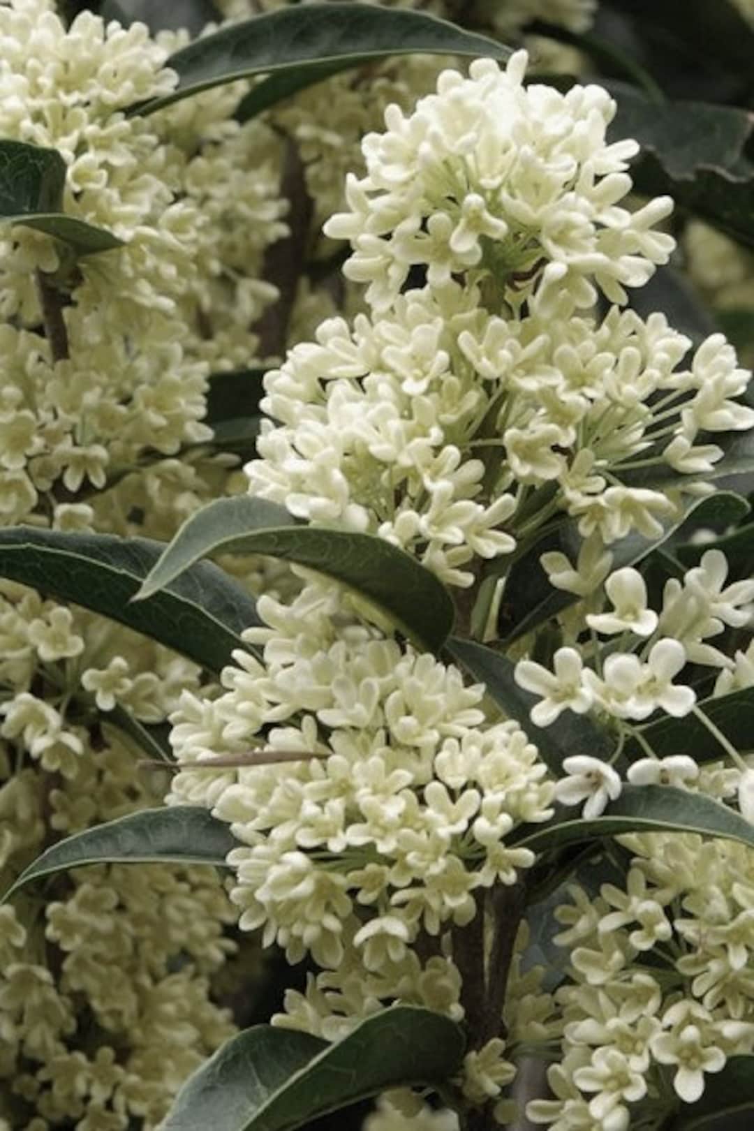 Fragrant Tea Sweet Olive Osmanthus Fragran Rooted Starter Plant ...