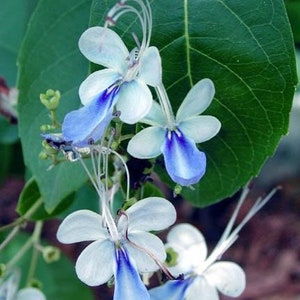 Blue Butterfly Bush AKA Blue Wings Small Rooted Starter Plant ...