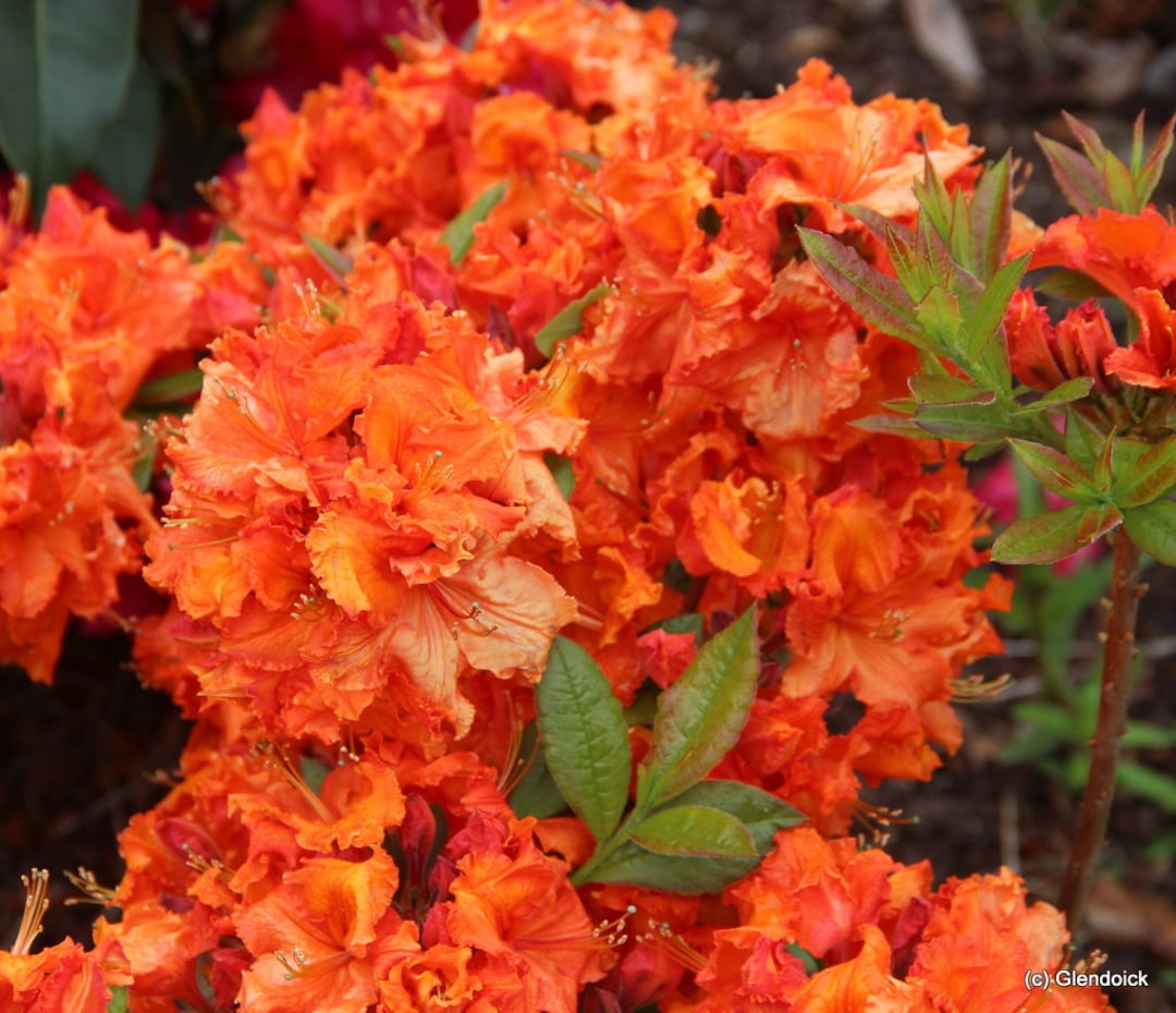 Gibraltar~~deciduous Azalea Rhododendron~~well Rooted Starter Plant ...