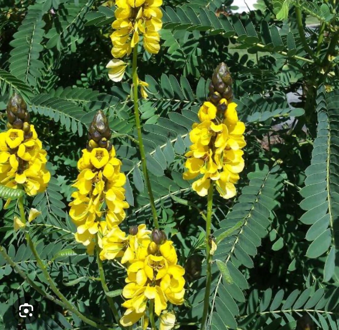Popcorn Cassia Senna Didymotbotrya Plant~small Rooted Starter Plant ...