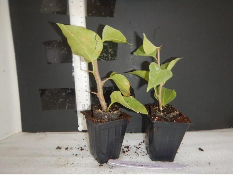 Well Rooted*spectabilis Red* Live Bougainvillea Starter/plug Plant-very ...