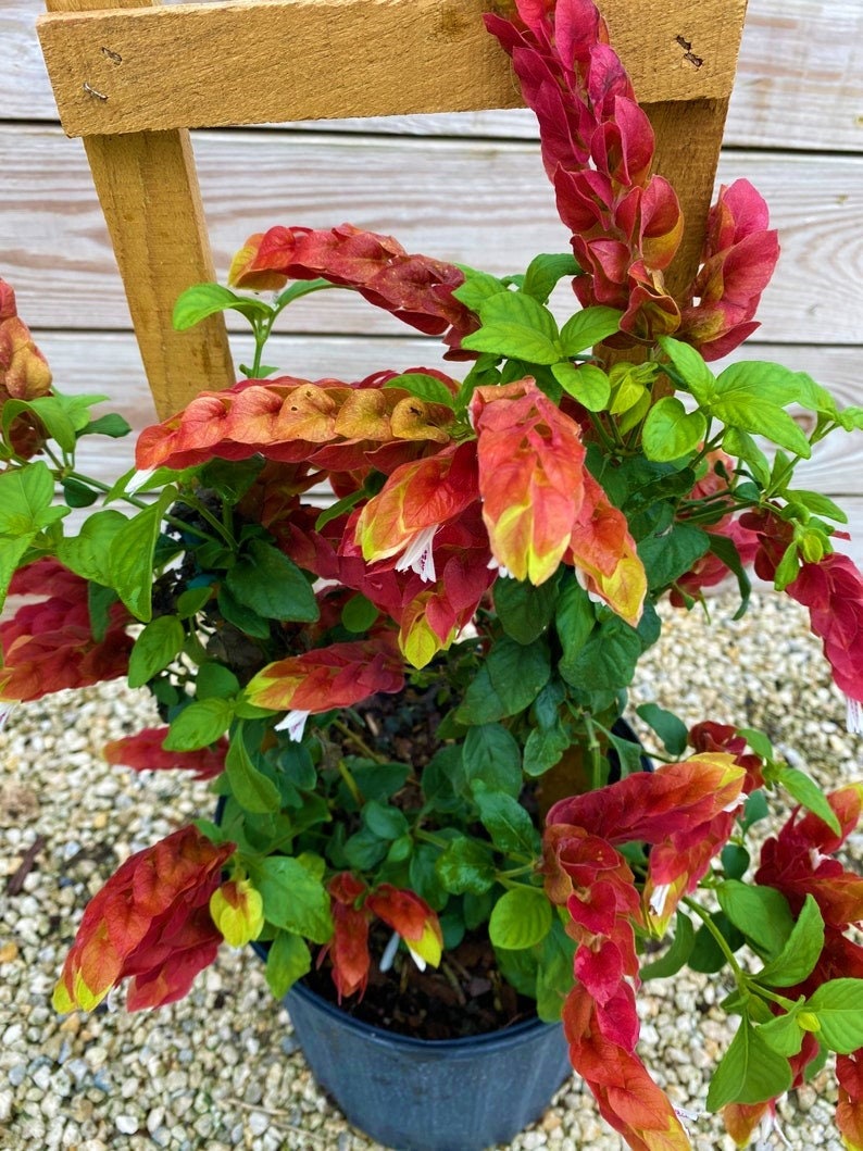 Red & Yellow Shrimp Plantwell Rooted STARTER Plant - Etsy