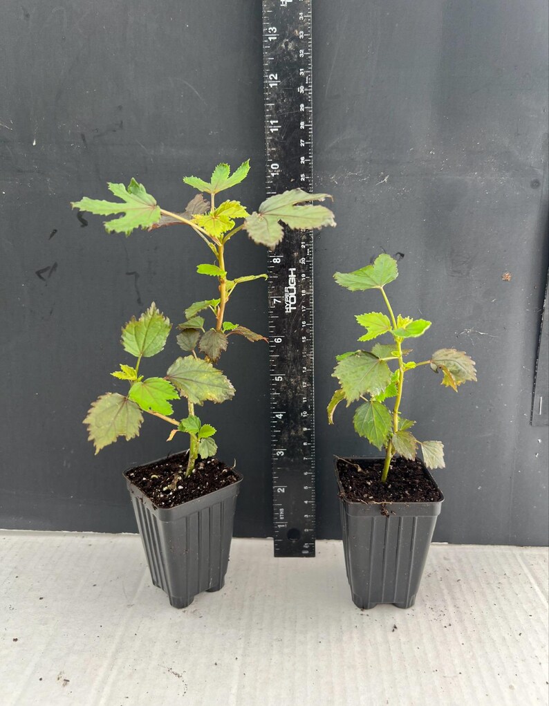 Mahogany Splendor-red Leaf Hibiscus-small ROOTED STARTER Plant-hibiscus ...