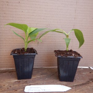 Gran Nain Chiquita Banana Tree~~musa Acuminata Live Banana Tree~~small ...
