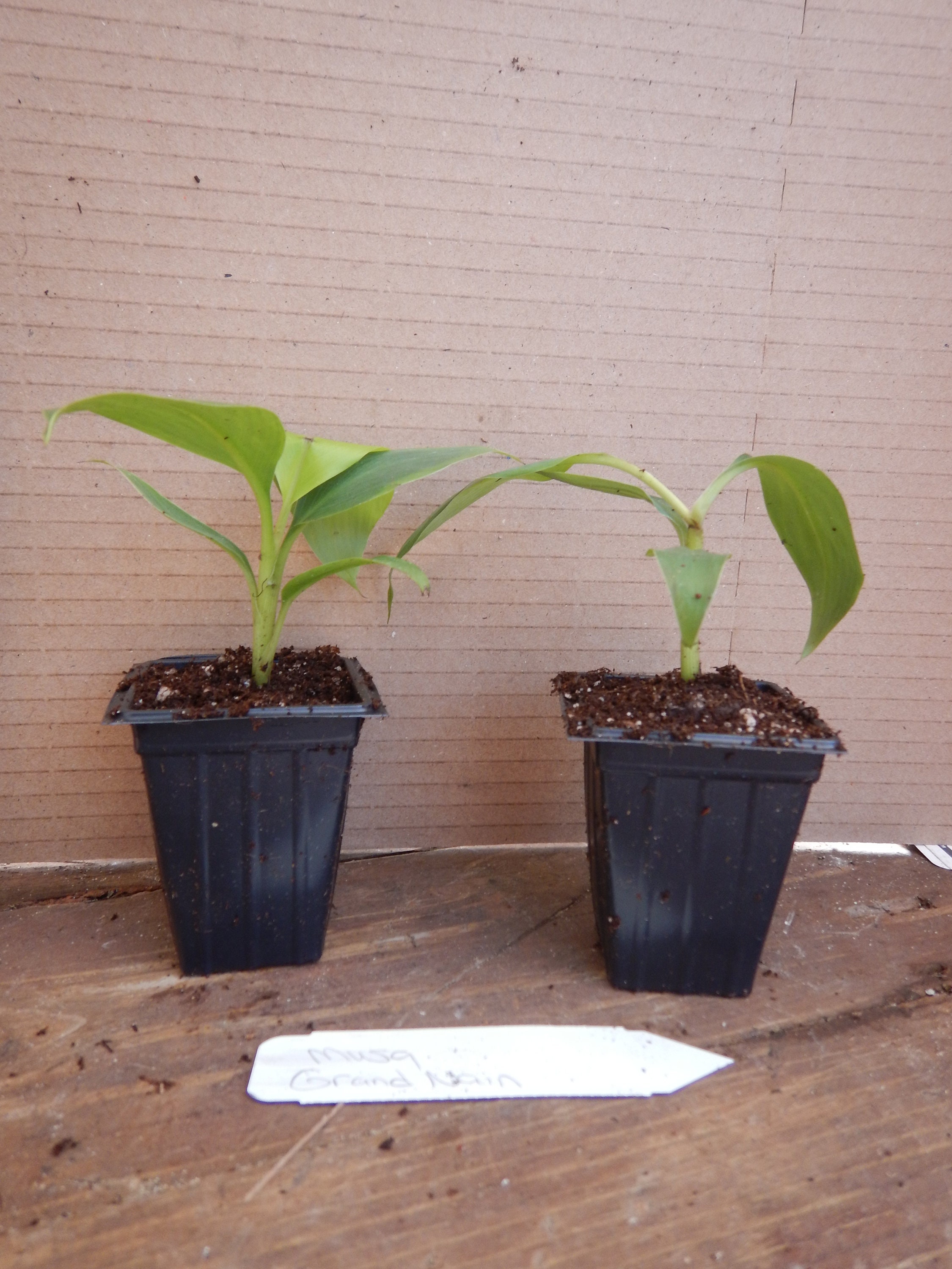 Gran Nain Chiquita Banana Tree~~musa Acuminata Live Banana Tree~~small ...