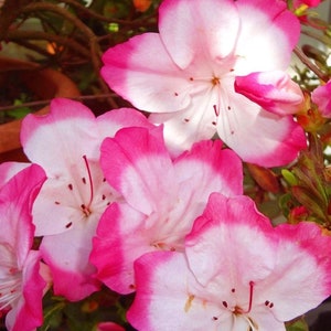 Vibrant~~azalea Rhododendron Starter Plant~~multiple Color Blooms All ...