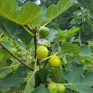 Yellow Long Neck Fig-ficus Carica - Live Well Rooted STARTER Plant - Etsy