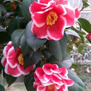 TAMA NO Ura**unique Blooms**camellia Japonica-live Starter Plant - Etsy