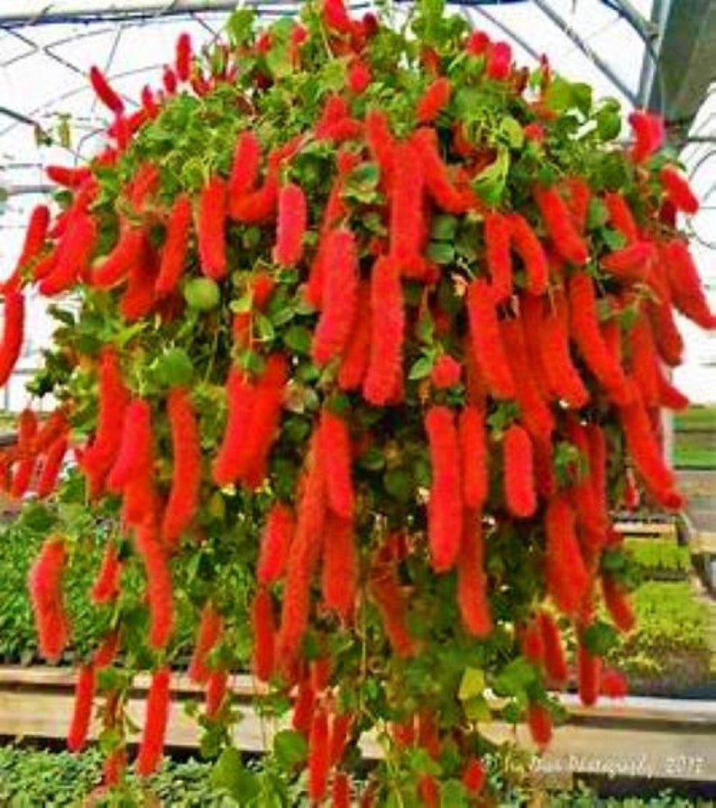 SUMMER LOVE Acalypha Pendula CHENILLE Small Rooted Starter - Etsy