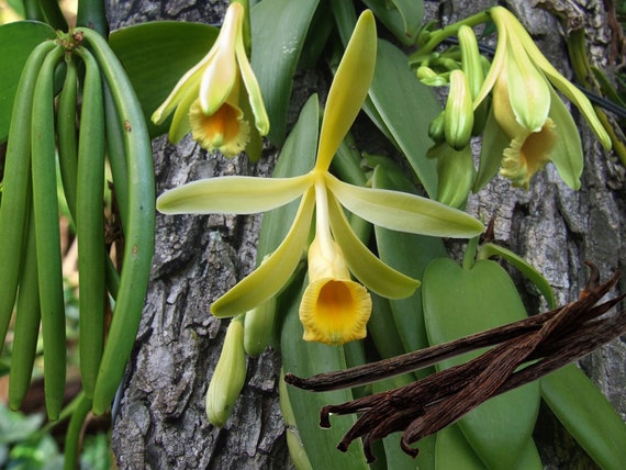 Growing vanilla beans store