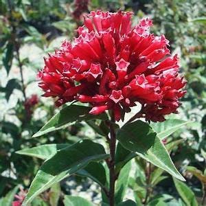 Cestrum Newellii Red** AKA Hummingbird Plant or Red Jasmine**well ...