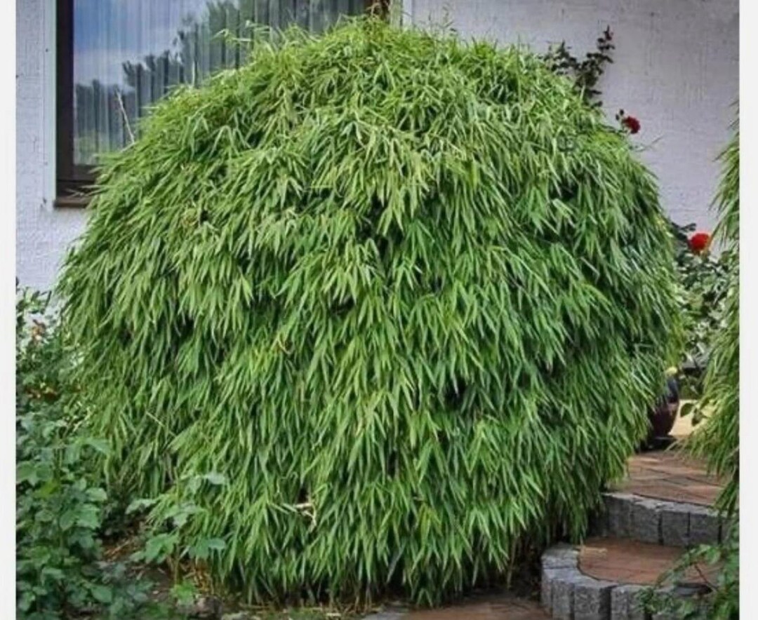 Rufa Clumping Bamboo-fargesia Dracocephala-rooted Plant-non Invasive ...