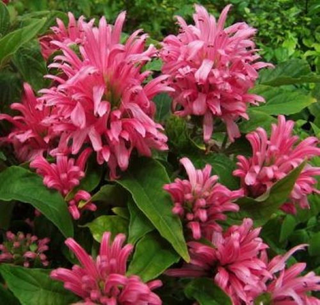 Pink Flamingo Justicia Carnea AKA as Brazilian Plume Jacobinia Plant ...