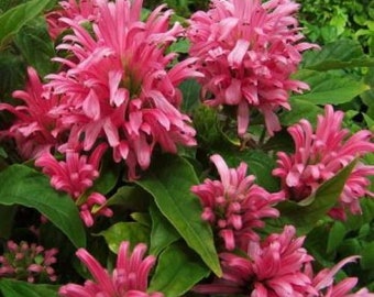 Royal Intenz Magnifica Medinilla Plant~~live Well Rooted Starter Plant ...