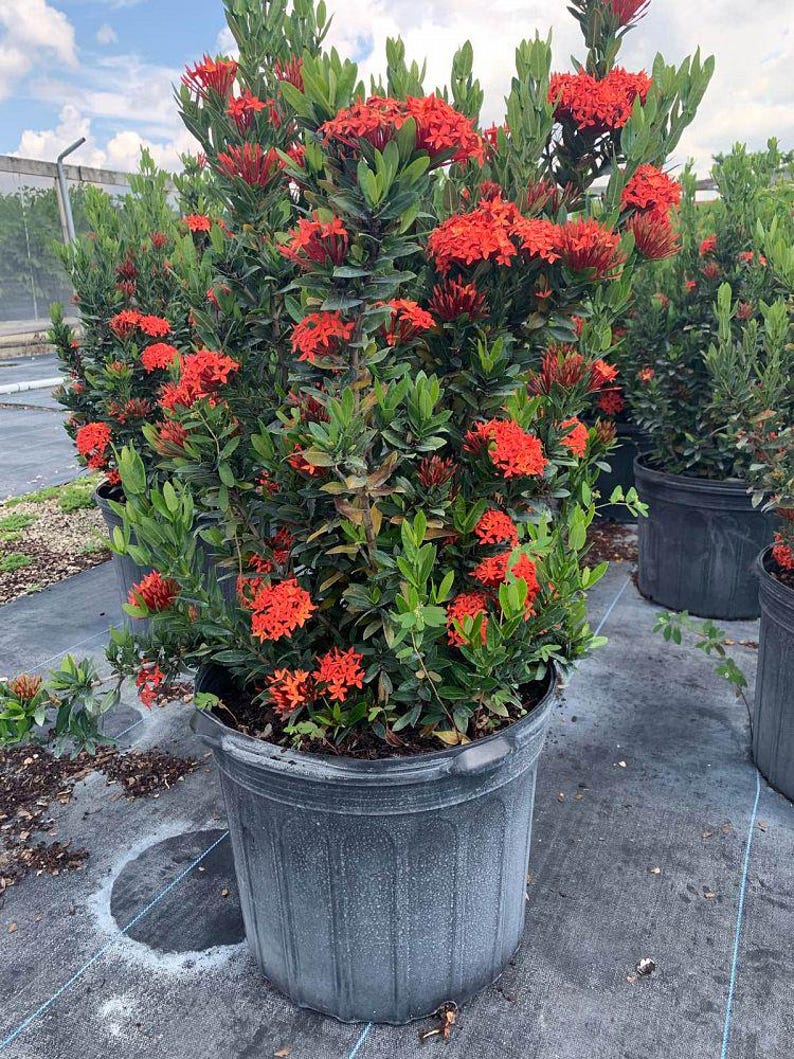 Live Dwarf **RED*** Tropical Ixora Plant Taiwanensis**ships in Pot** - Etsy