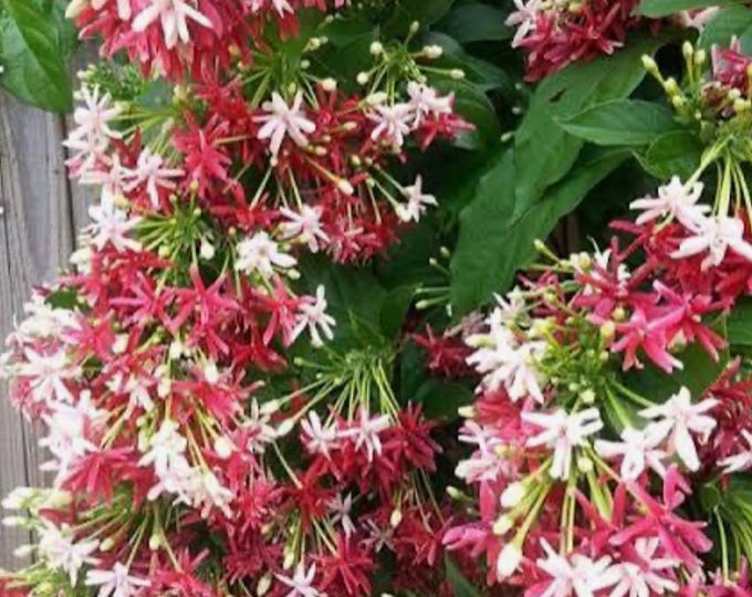 Rangoon Creeper Single (quisqualis Indica) 3-cuttings - Etsy